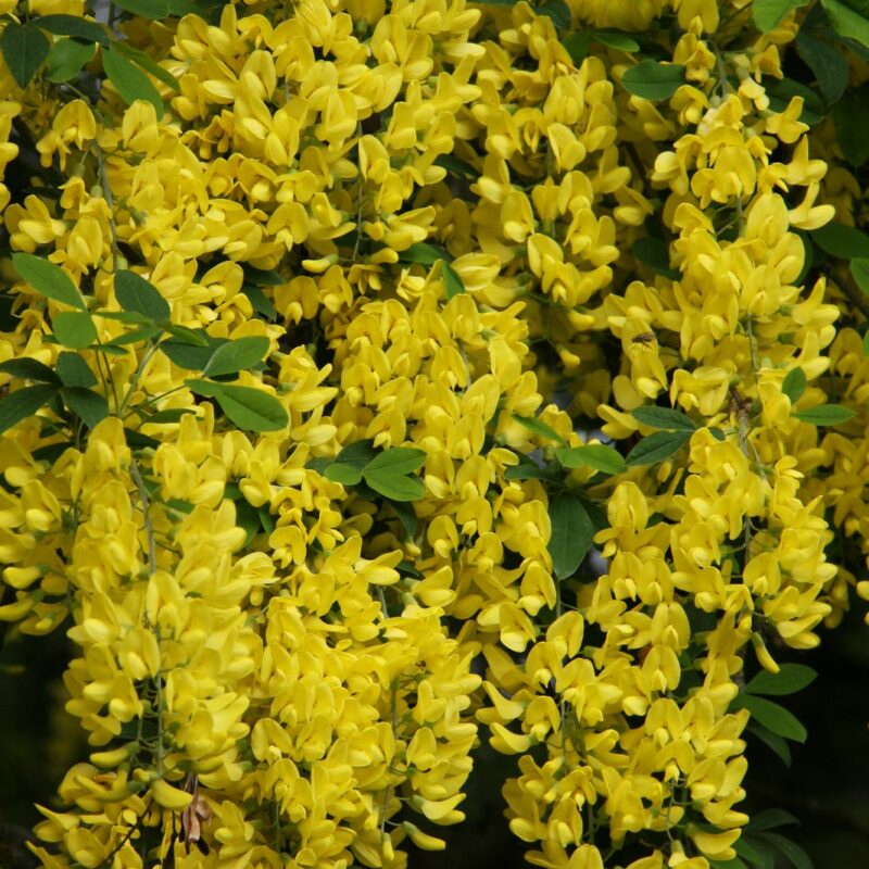 Laburnum anagyroides 'Yellow Rocket'® | Frank P Matthews
