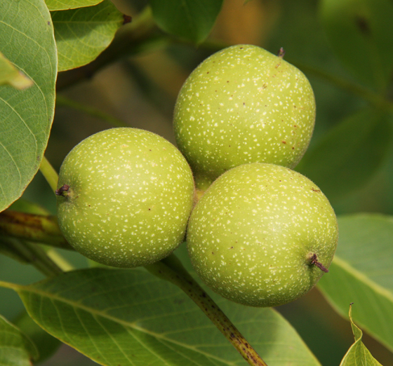 Lara | Frank P Matthews