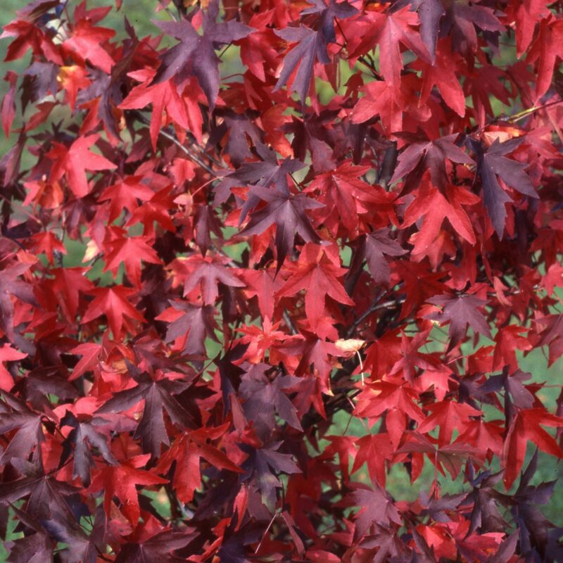Liquidambar styraciflua 'Stared' | Frank P Matthews