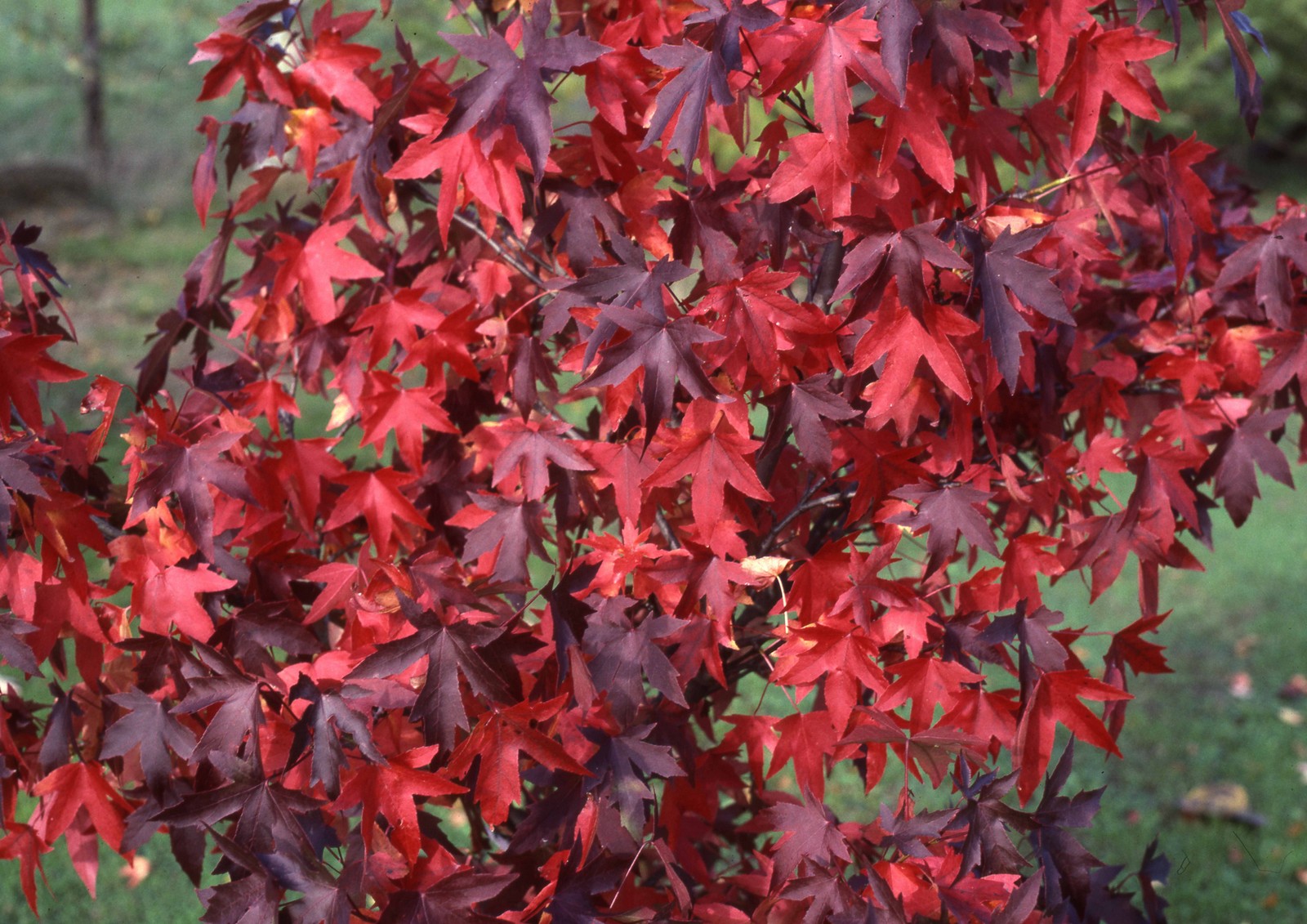 Liquidambar styraciflua | Frank P Matthews