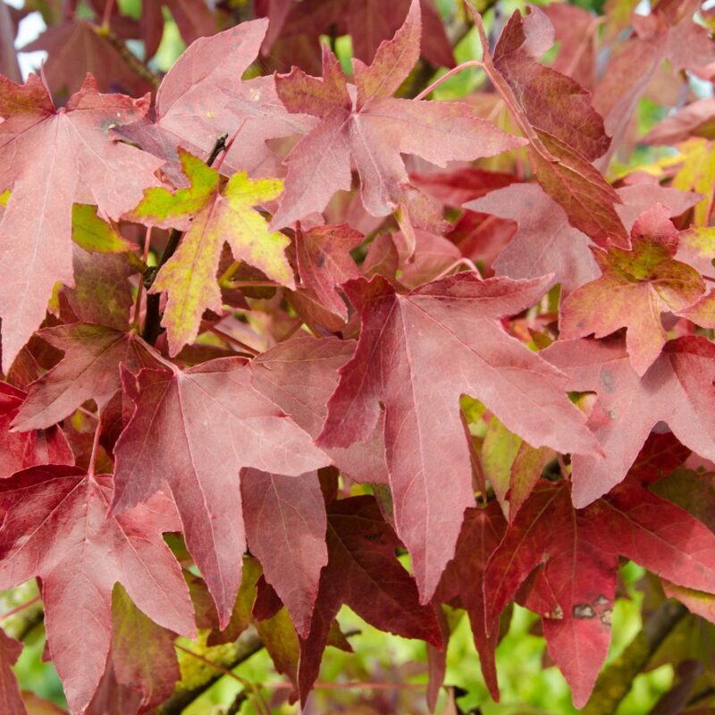 Liquidambar styraciflua | Frank P Matthews