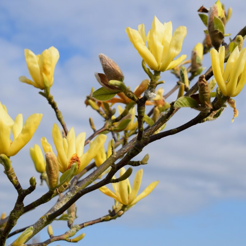 Magnolia 'Spectrum' | Frank P Matthews