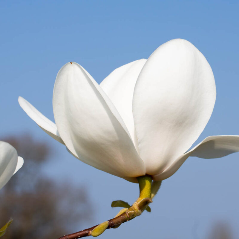 Magnolia 'Genie' (Deep Red) | Frank P Matthews