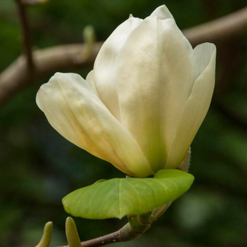Magnolia 'Shirazz' | Frank P Matthews