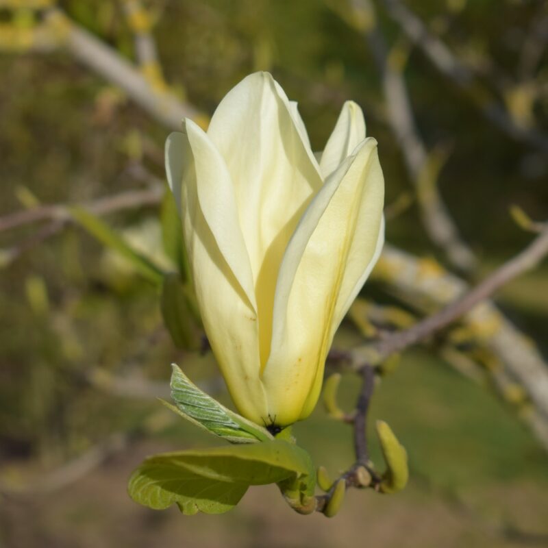 Magnolia 'Fairy White'™ (MicJur05) | Frank P Matthews