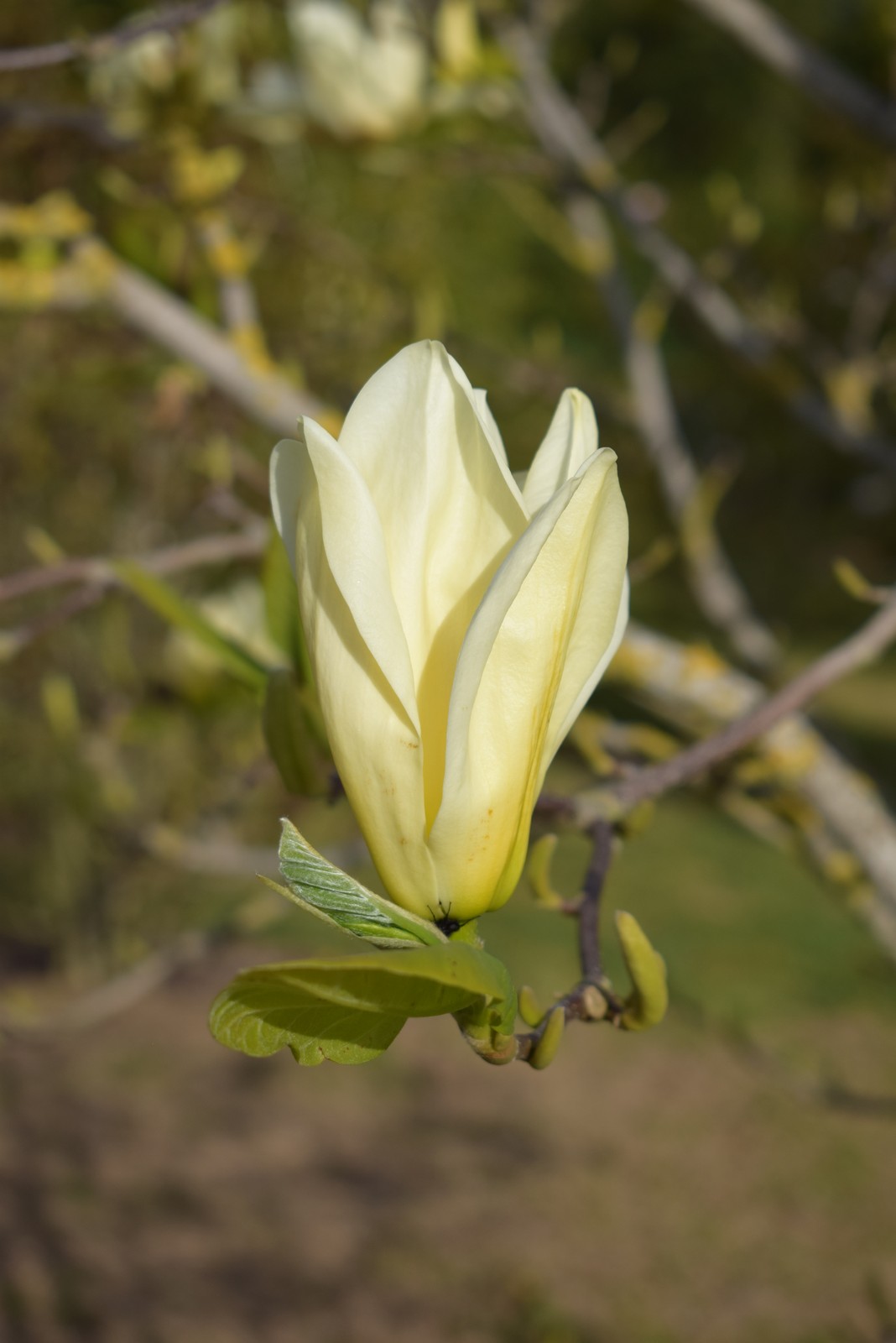 Magnolia 'Elizabeth' | Frank P Matthews