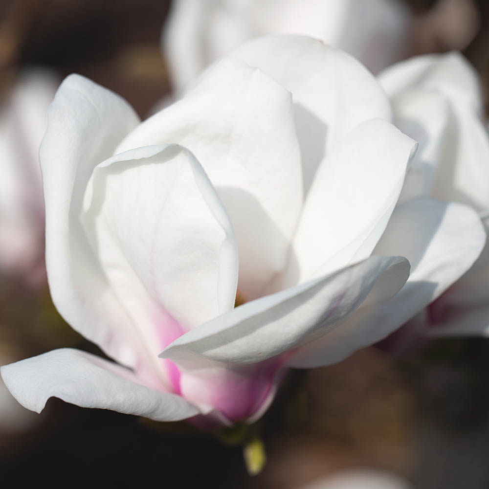 Magnolia 'Eskimo' | Frank P Matthews