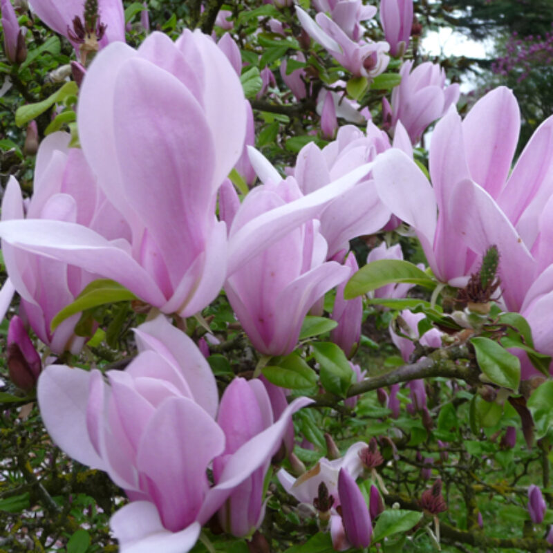 Magnolia 'Aurora' | Frank P Matthews