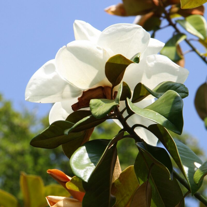 Magnolia 'Gold Star' | Frank P Matthews