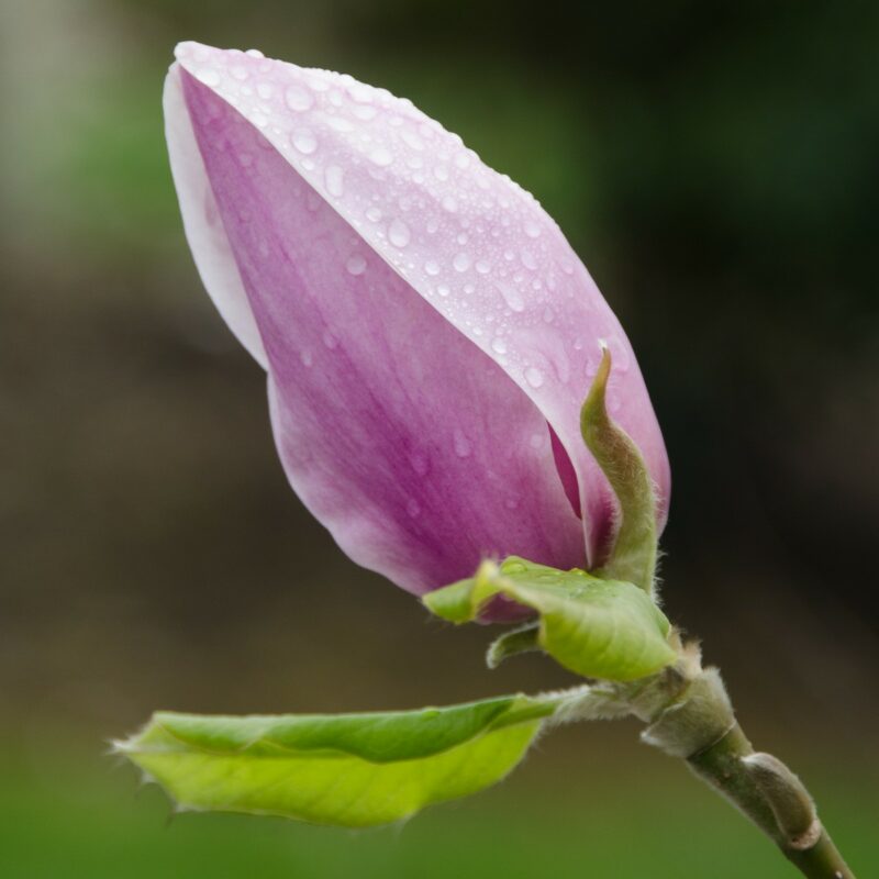 Magnolia 'Columnar Pink' | Frank P Matthews