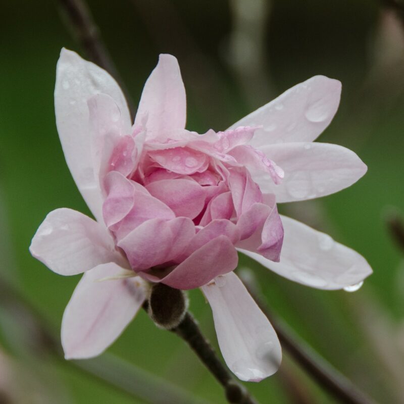 Magnolia 'Eskimo' | Frank P Matthews