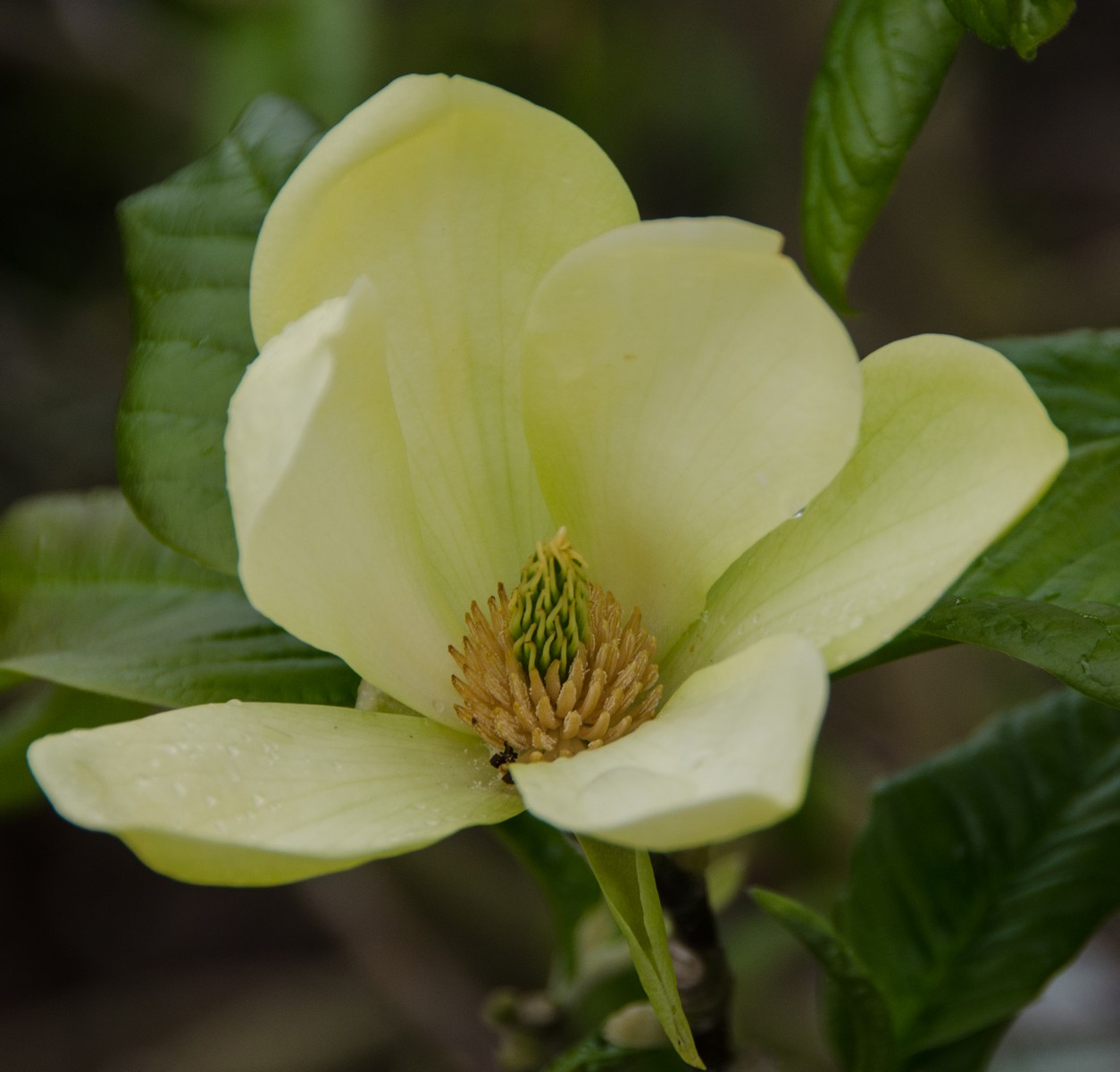 Magnolia 'Lemon Star' | Frank P Matthews