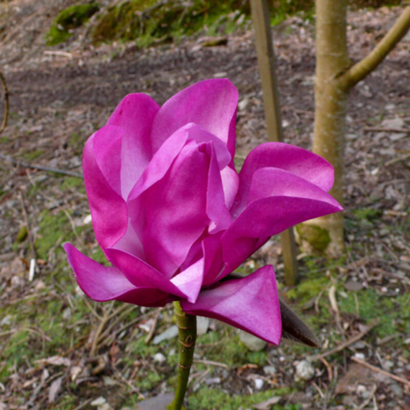 Magnolia x loebneri 'Donna' | Frank P Matthews