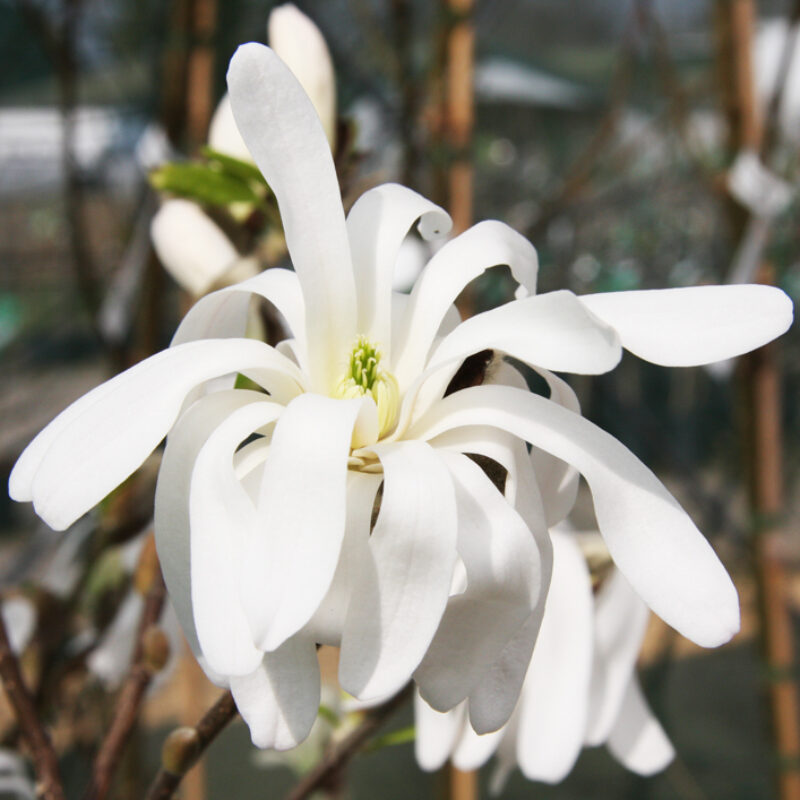 Magnolia 'Blue Opal' | Frank P Matthews