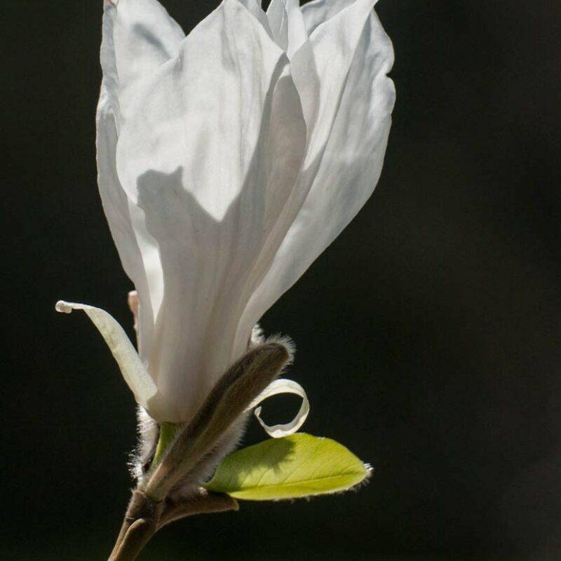 Magnolia 'Aphrodite' | Frank P Matthews