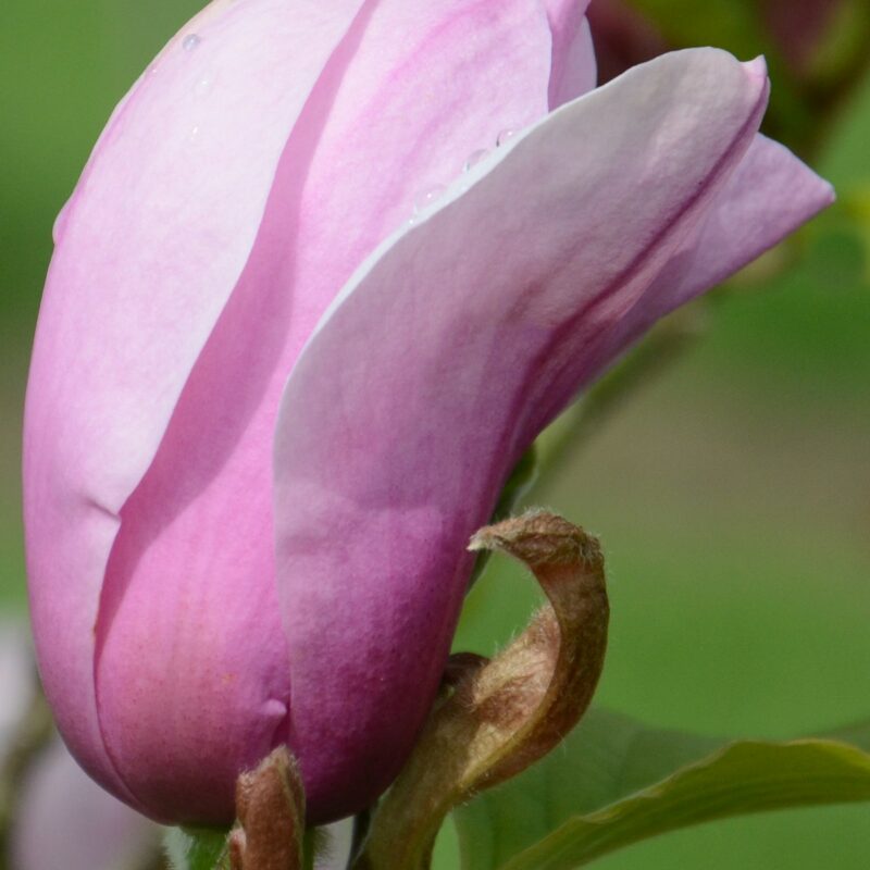 Magnolia 'Eskimo' | Frank P Matthews