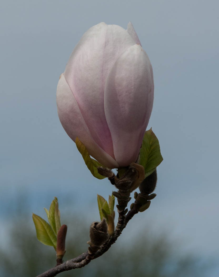 Magnolia soulangeana 'Sundew' | Frank P Matthews