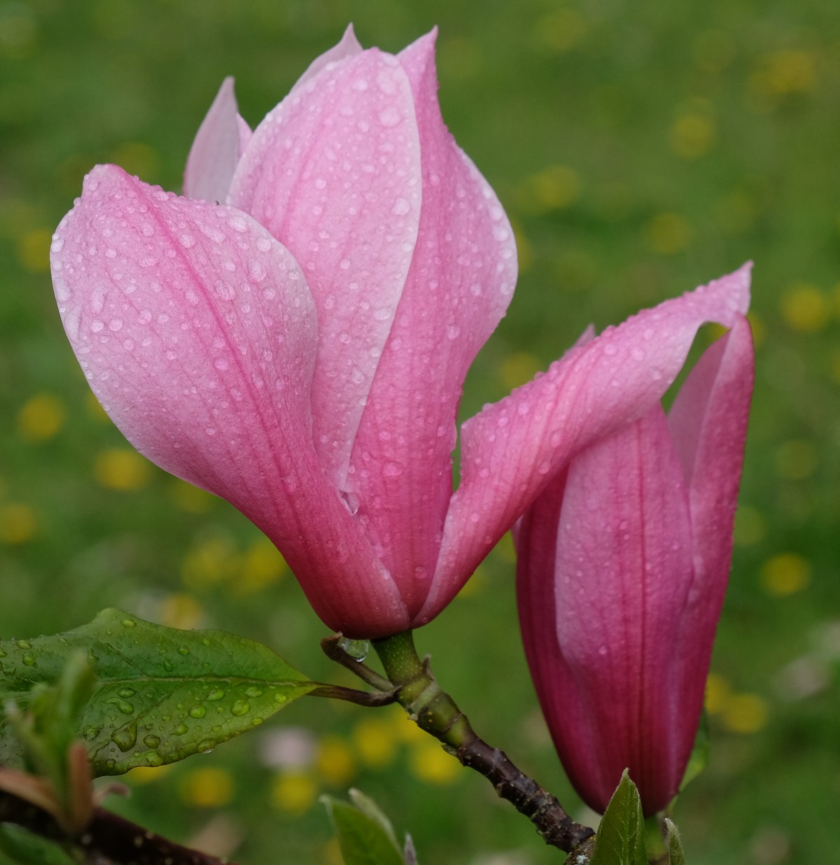 Magnolia 'Spectrum' | Frank P Matthews