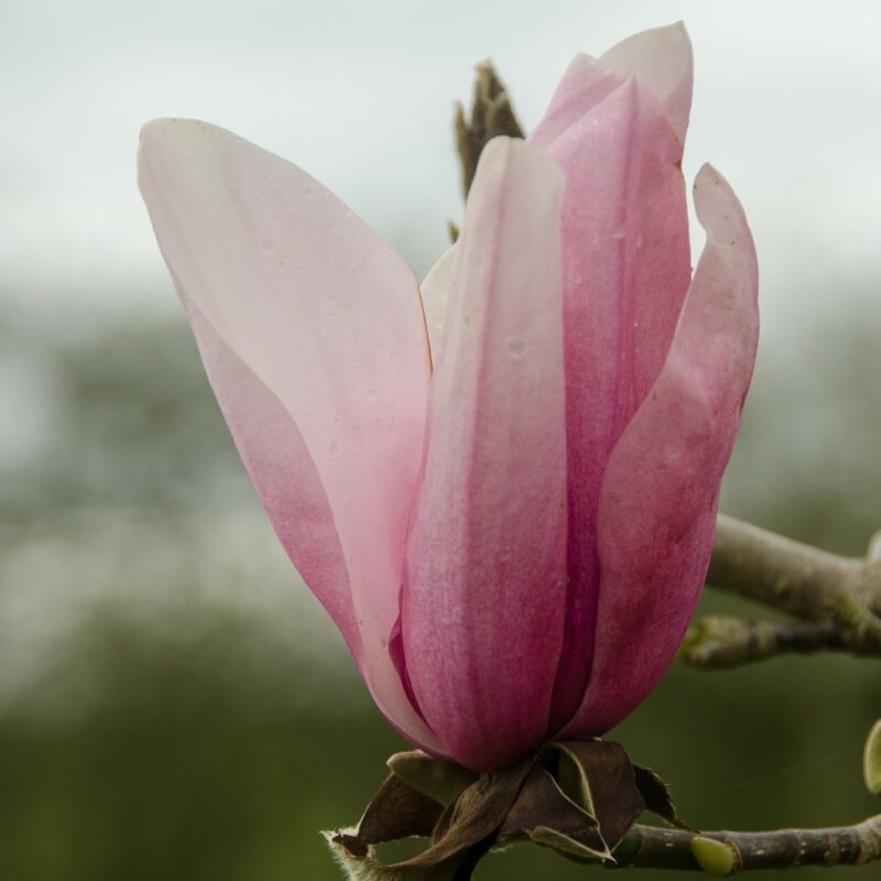 Magnolia 'Columnar Pink' | Frank P Matthews