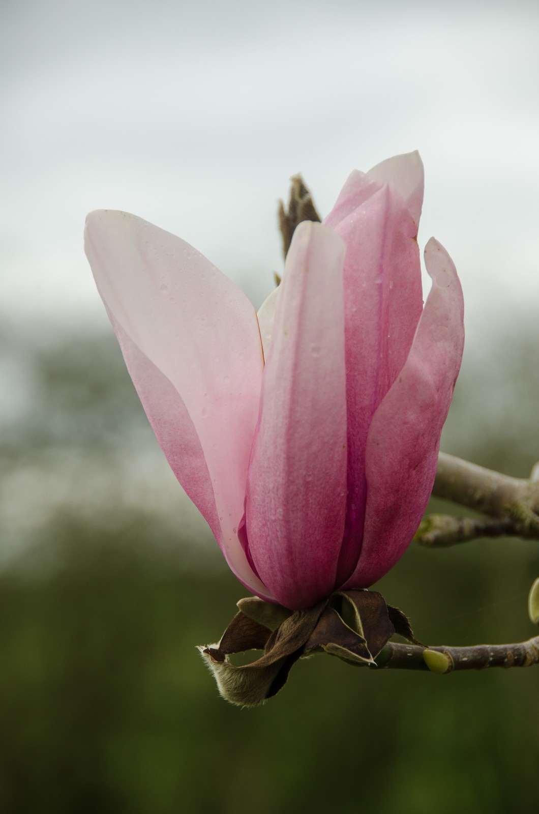 Magnolia 'Star Wars' | Frank P Matthews