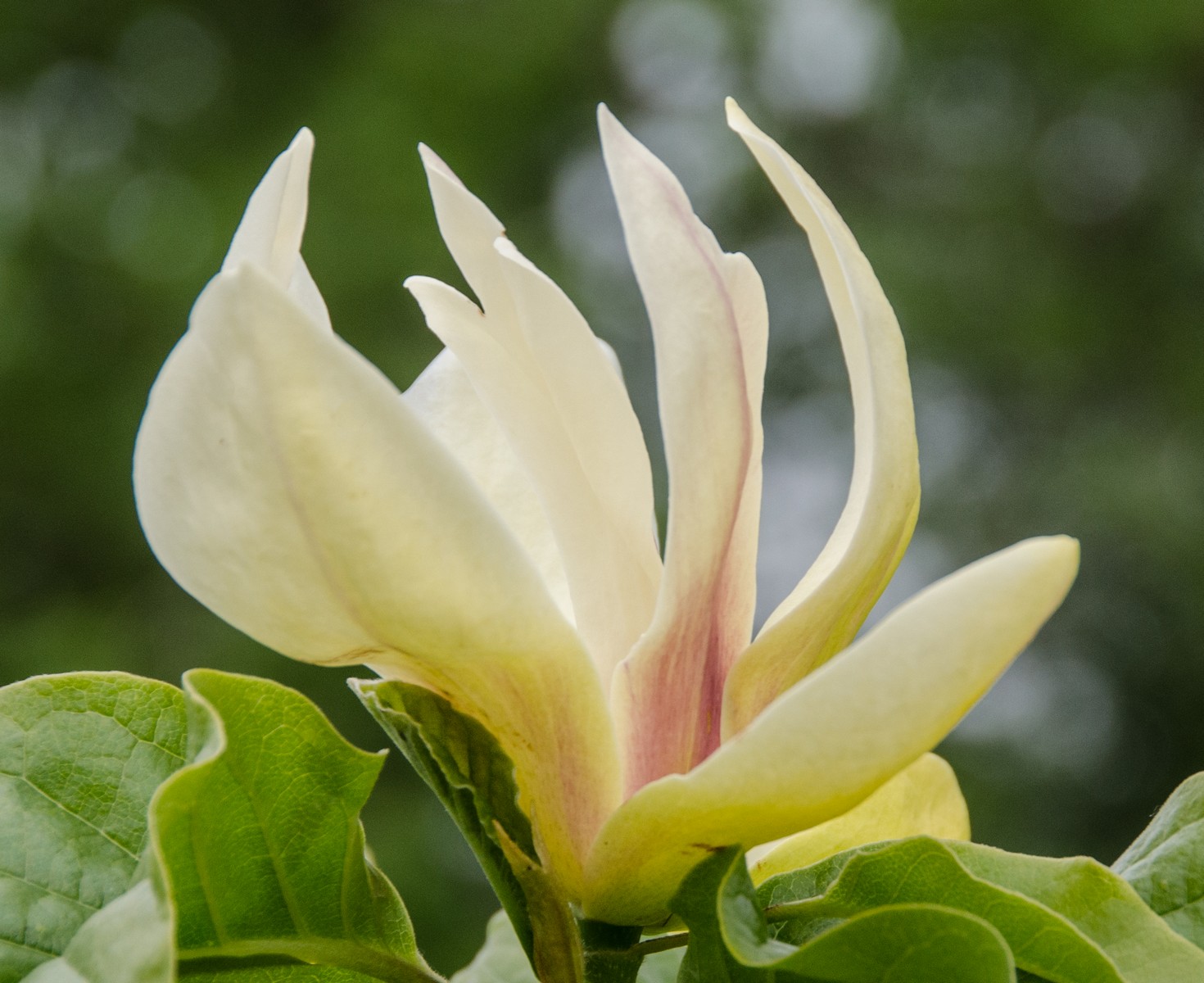 Magnolia 'Sunsation' | Frank P Matthews