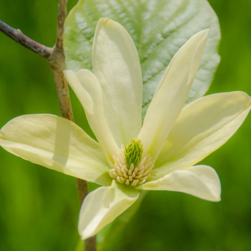 Magnolia 'Eskimo' | Frank P Matthews