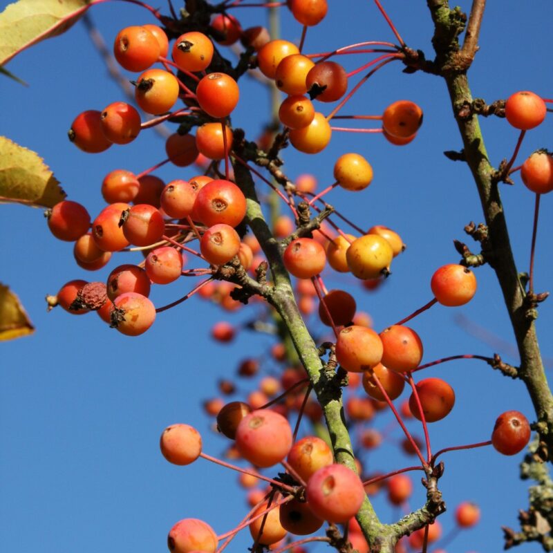 Malus x purpurea 'Crimson Cascade' | Frank P Matthews