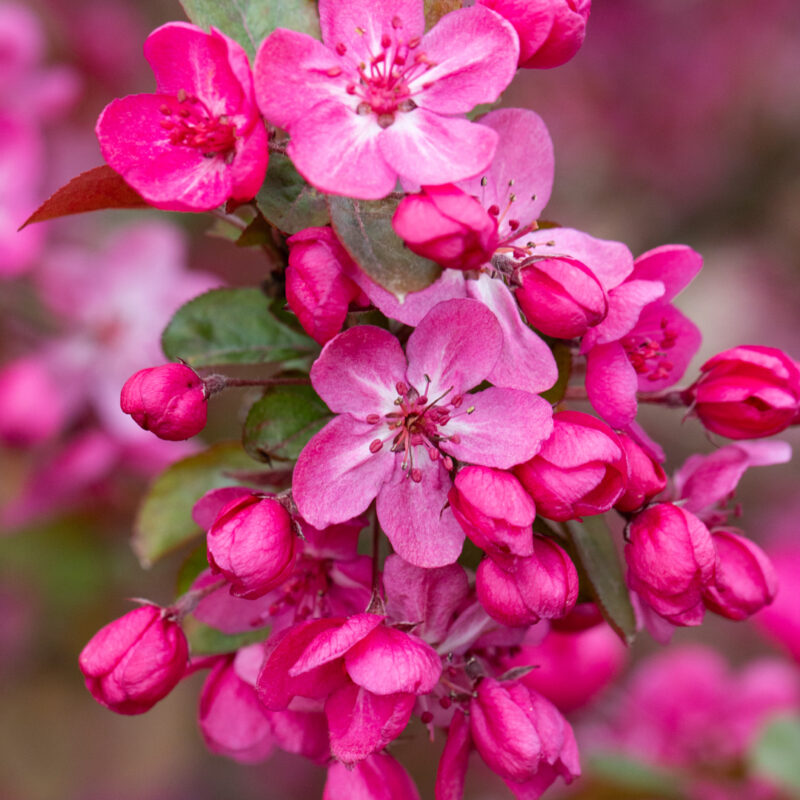 Malus 'Admiration' | Frank P Matthews