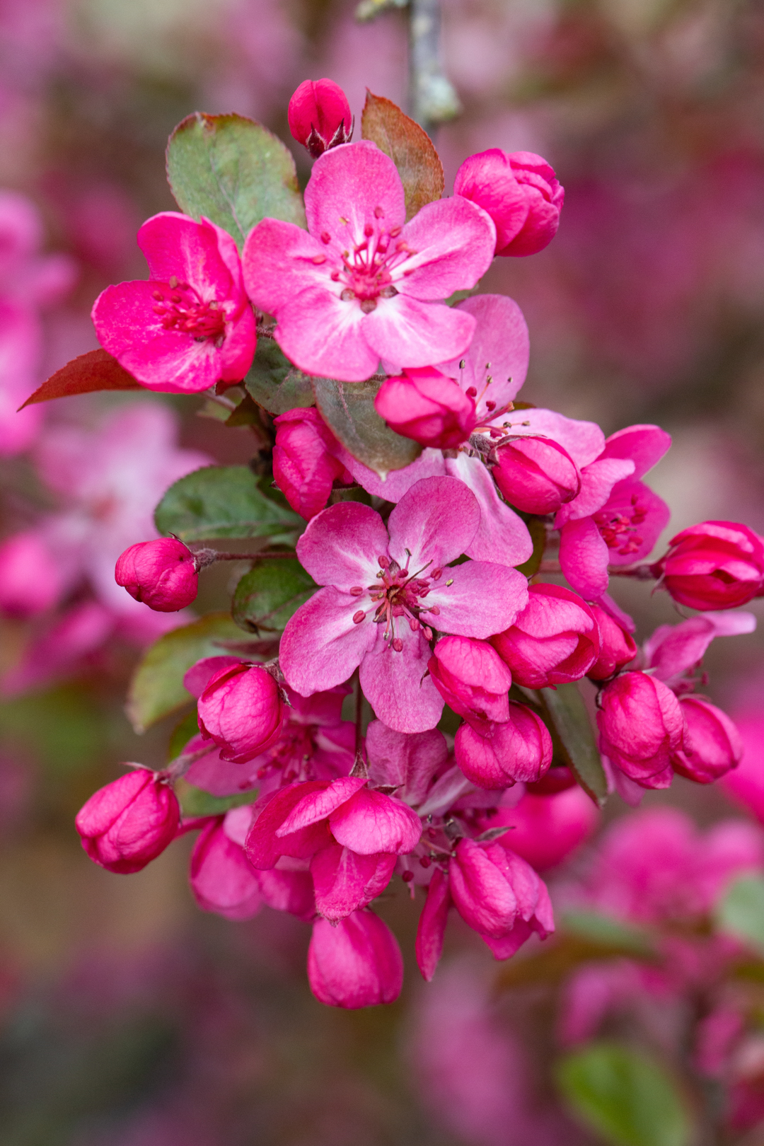 Malus 'Cardinal' | Frank P Matthews