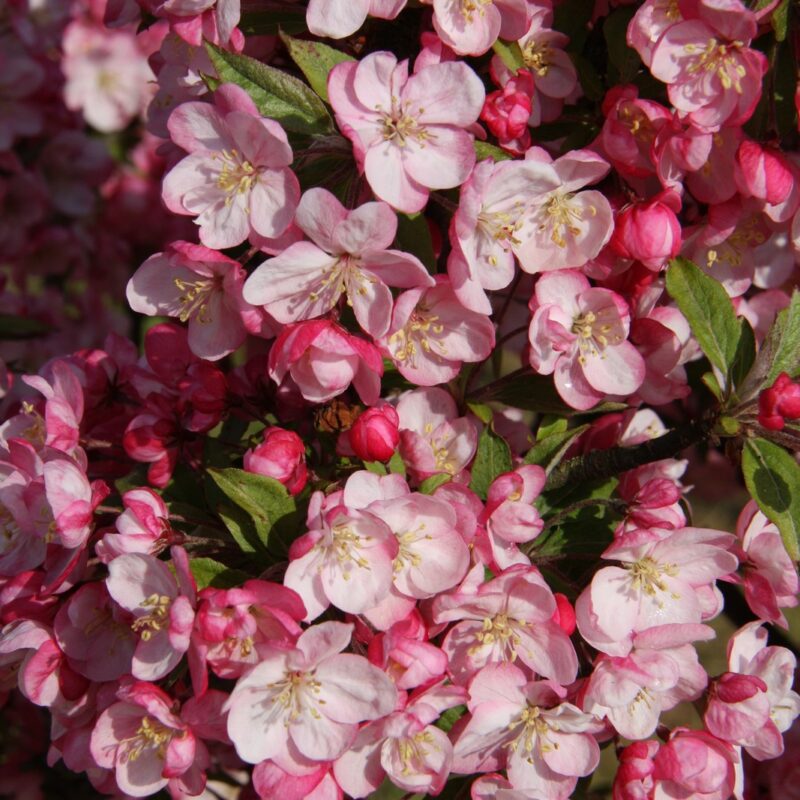 Malus 'Cardinal' | Frank P Matthews