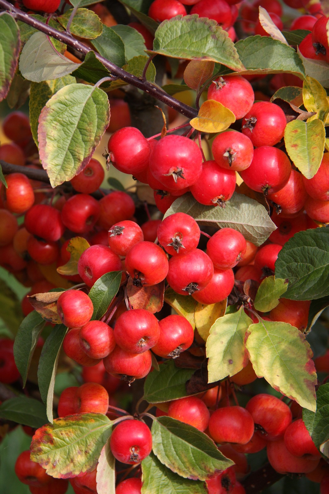 Malus 'Evereste' | Frank P Matthews