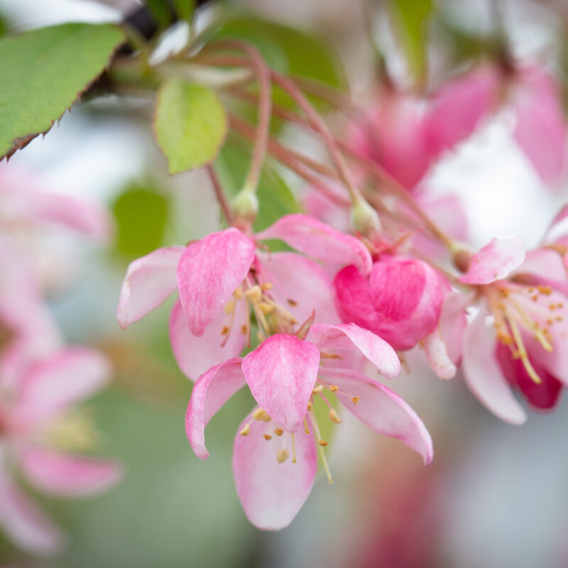 Malus x robusta 'Red Sentinel' | Frank P Matthews