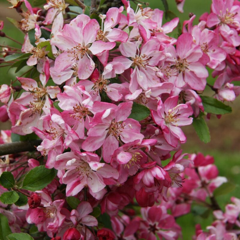 Malus 'Aros'® | Frank P Matthews