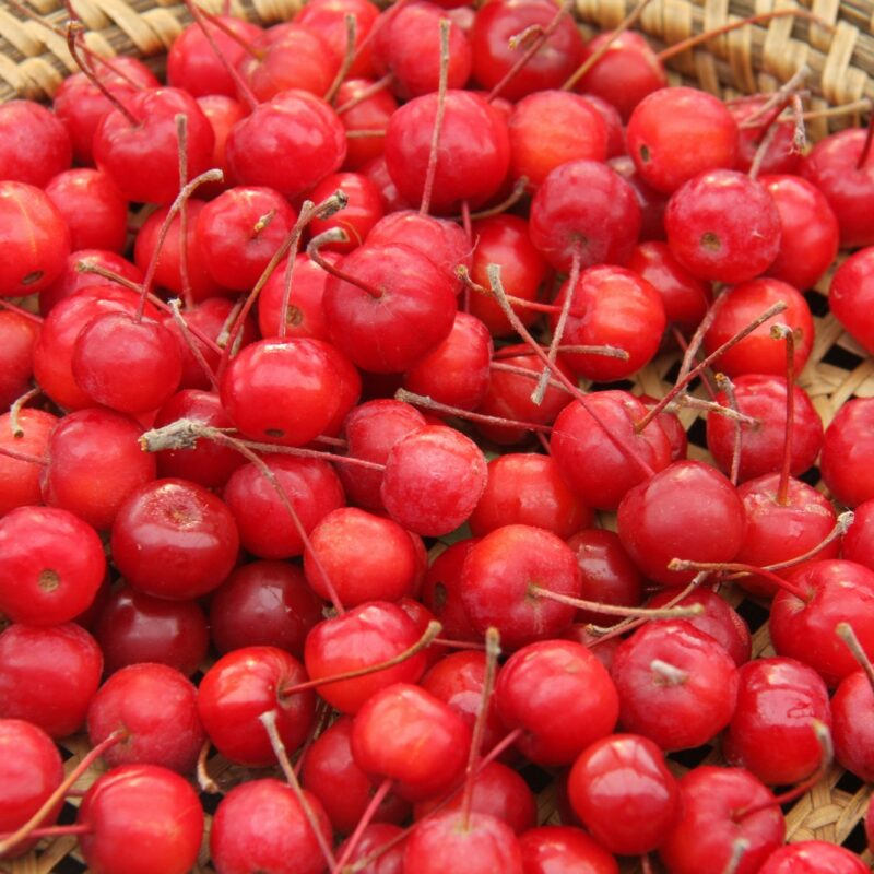 Malus 'Jelly King' | Frank P Matthews