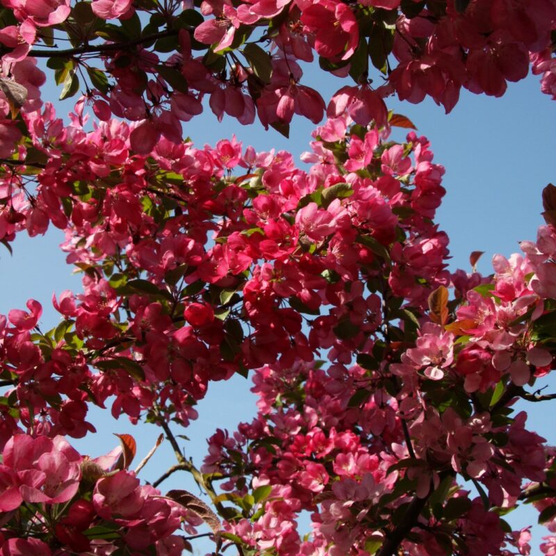 Malus 'Cardinal' | Frank P Matthews