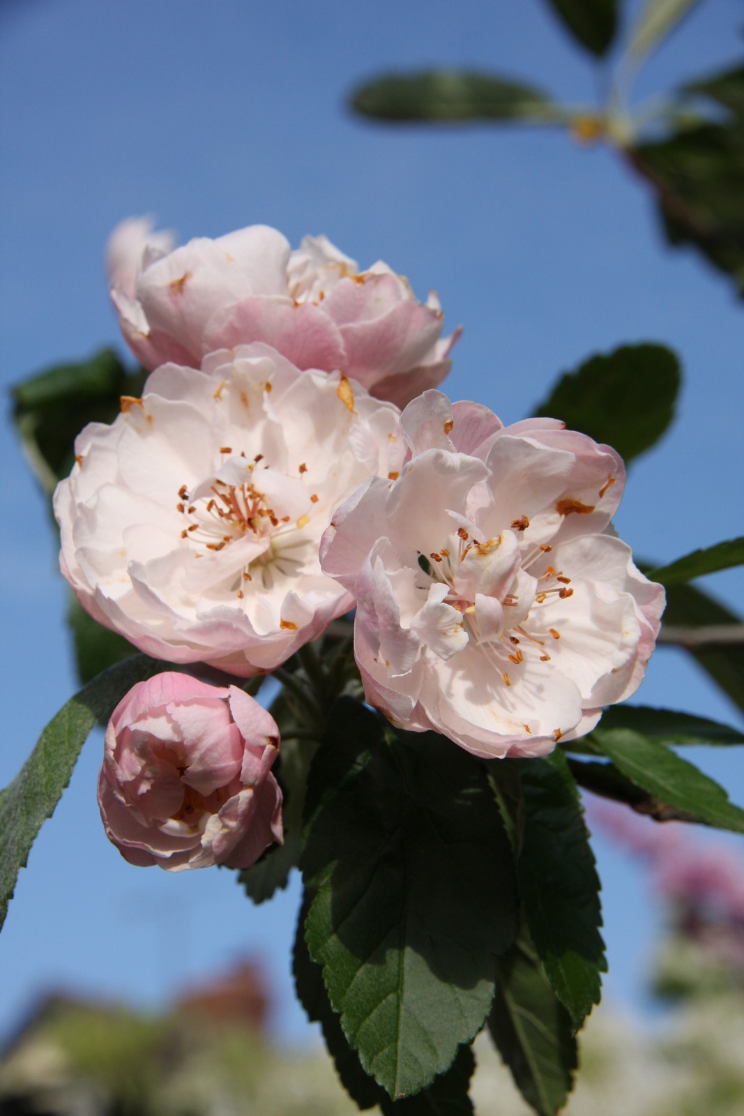 Malus ioensis 'Fimbriata' | Frank P Matthews