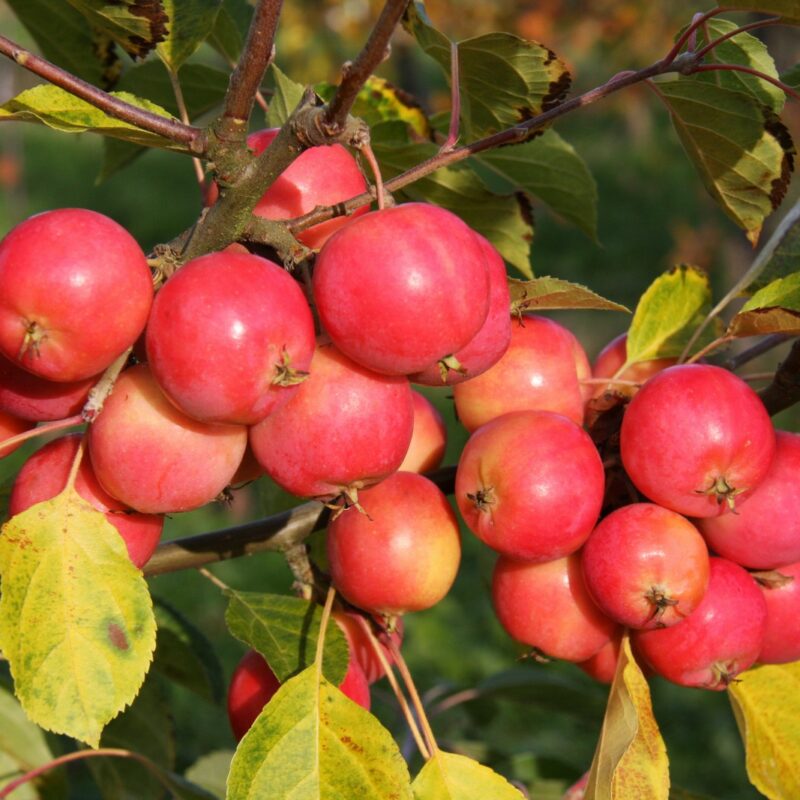 Malus brevipes 'Wedding Bouquet' | Frank P Matthews