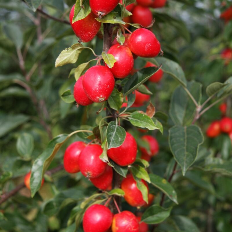 Malus 'Roberts Red' | Frank P Matthews