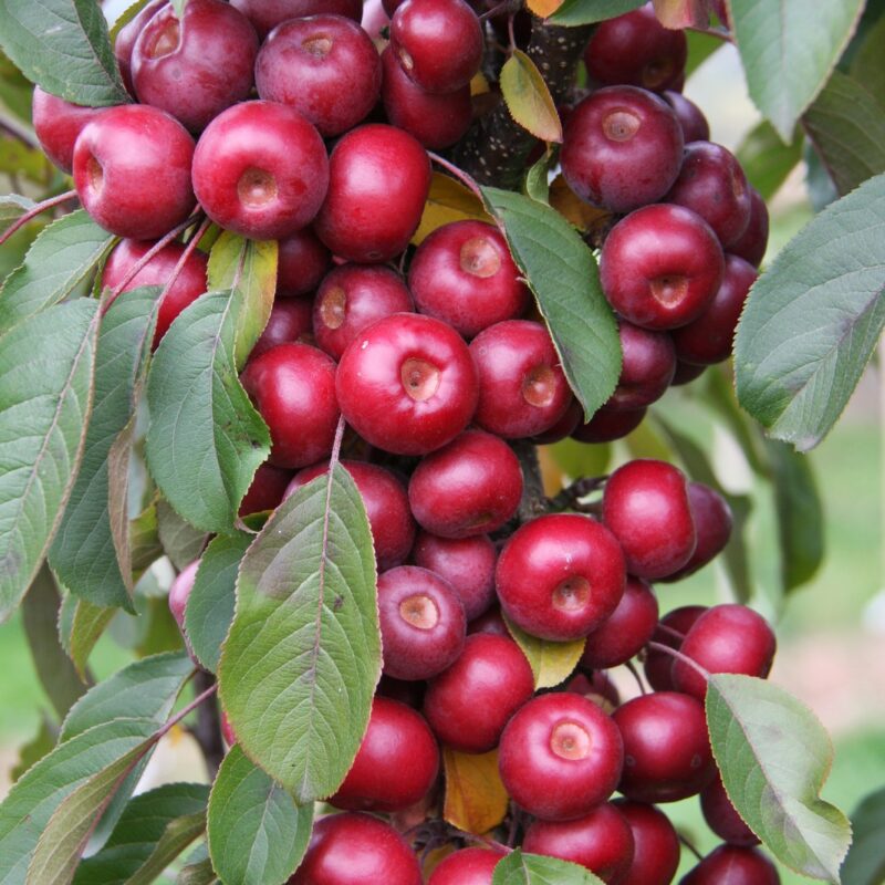 Malus 'Aros'® | Frank P Matthews