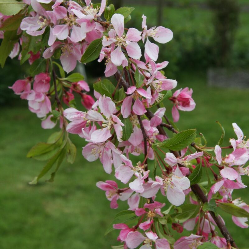Malus 'Jelly King' | Frank P Matthews