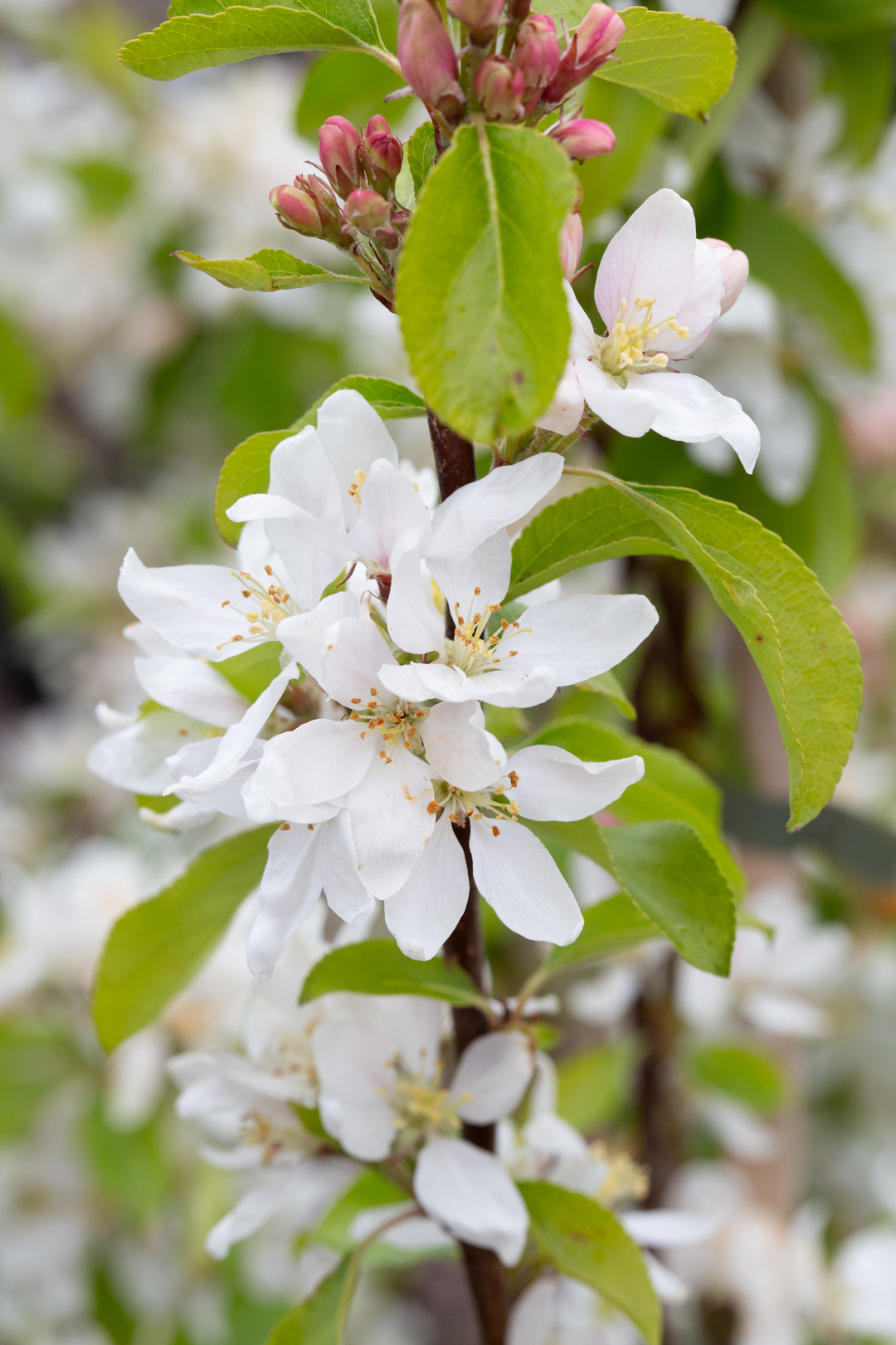 Malus 'Pink Glow' | Frank P Matthews