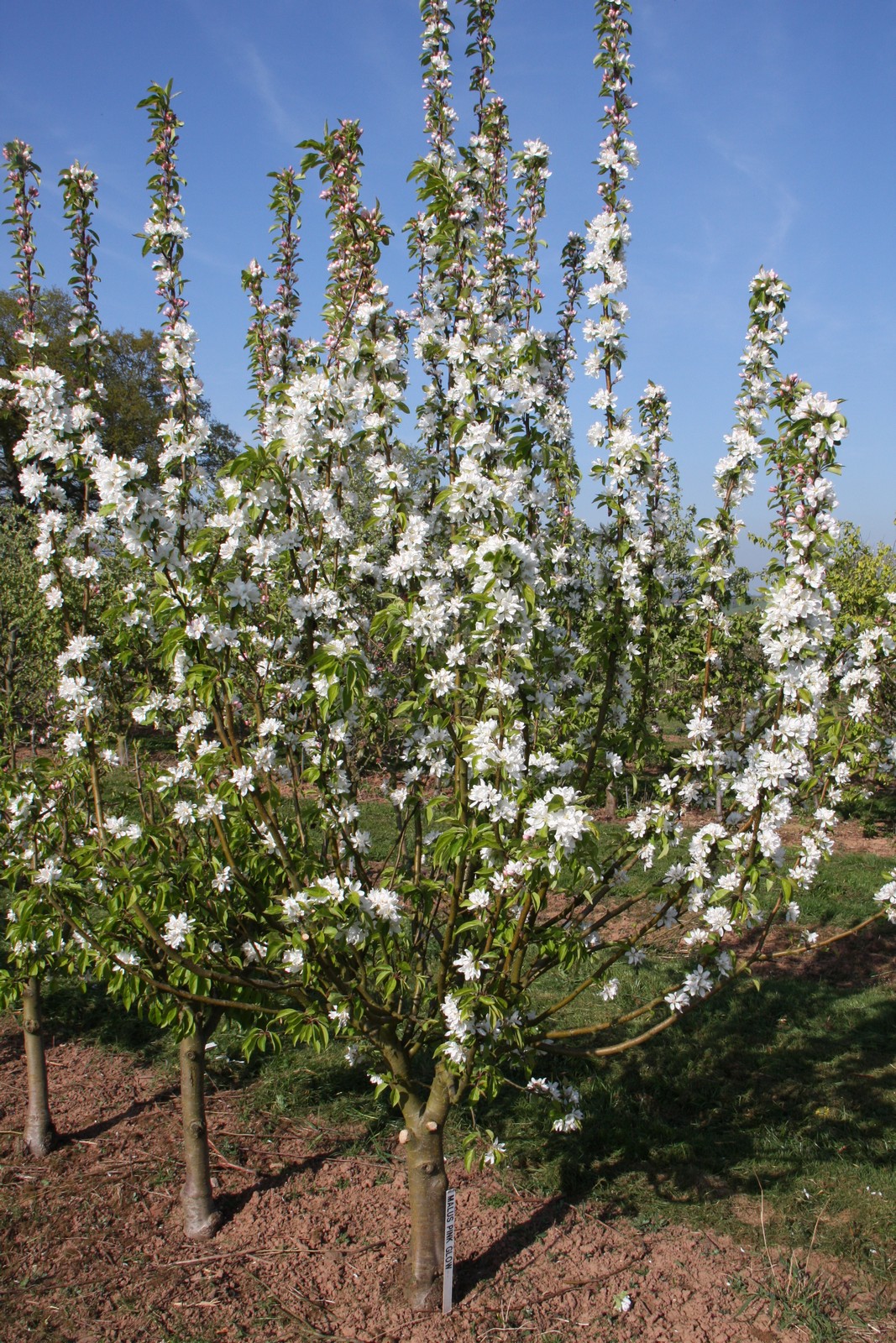 Malus 'Pink Glow' | Frank P Matthews