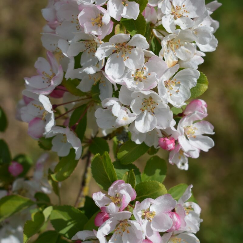 Malus x robusta 'Red Sentinel' | Frank P Matthews
