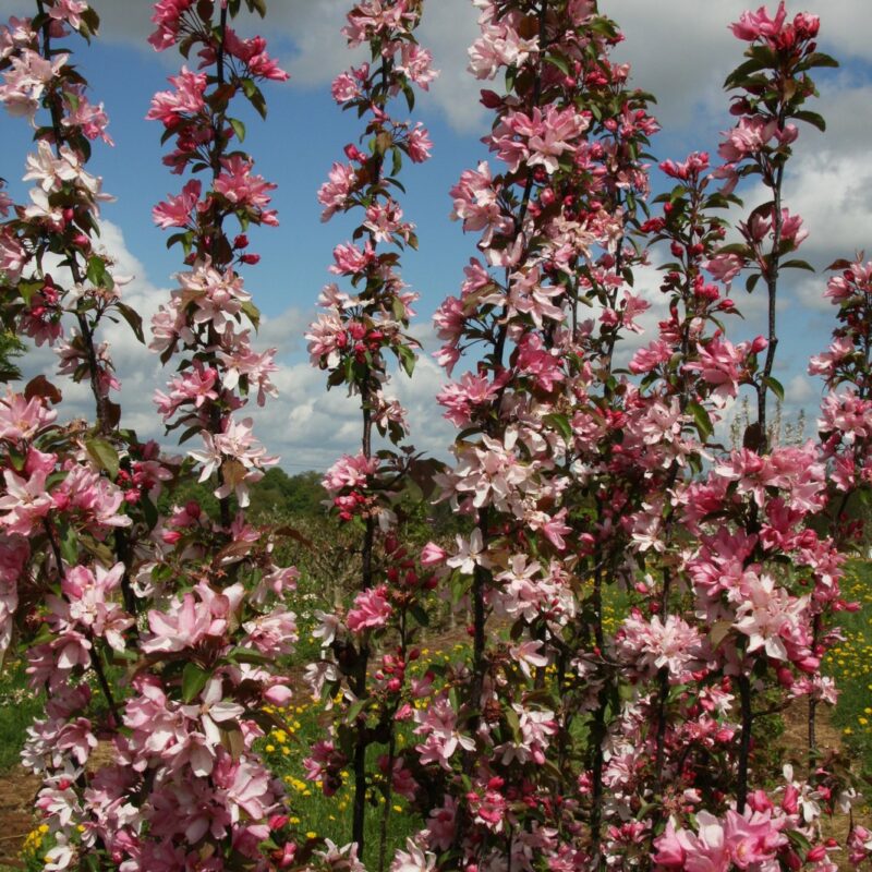 Malus 'Golden Hornet' | Frank P Matthews
