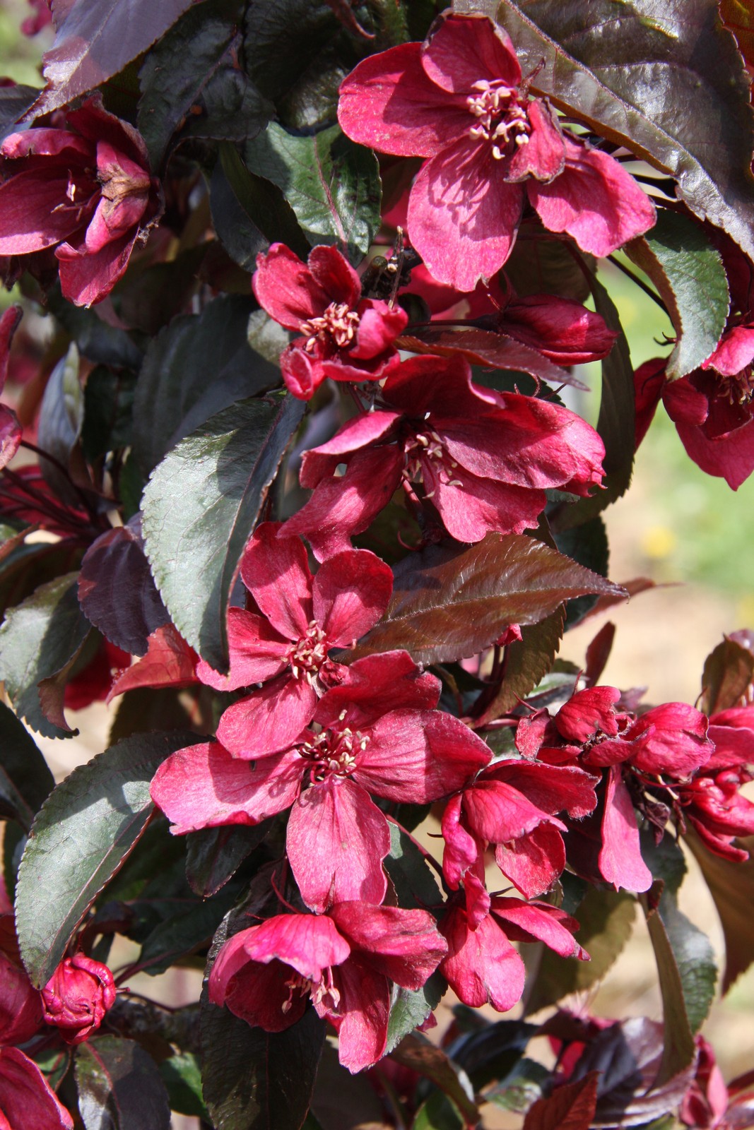 Malus 'Royalty' | Frank P Matthews