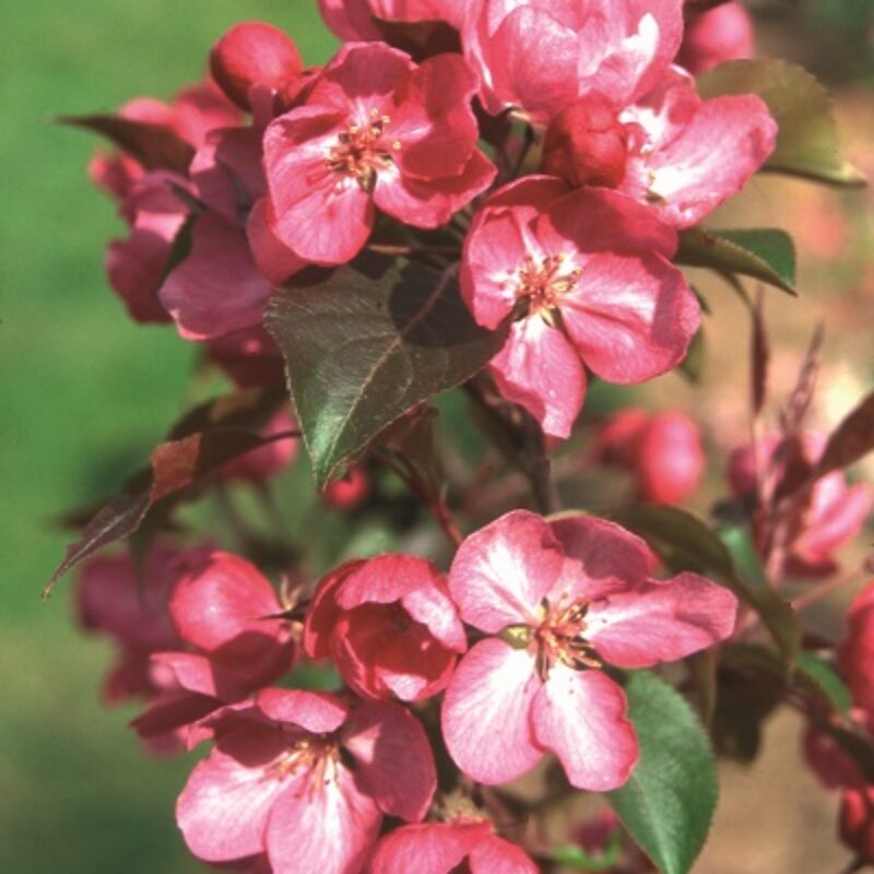 Malus hupehensis | Frank P Matthews