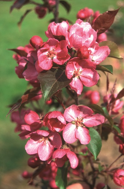 Malus 'Rudolph' | Frank P Matthews