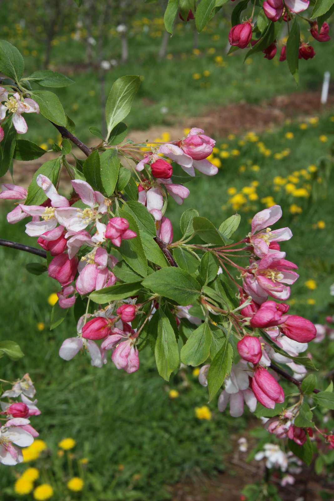 Malus 'Sun Rival' | Frank P Matthews