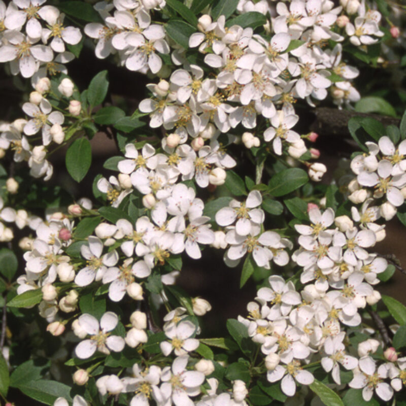 Malus x robusta 'Red Sentinel' | Frank P Matthews
