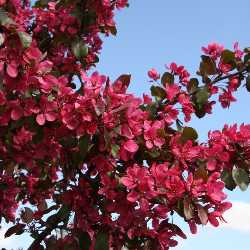 Malus 'Sun Rival' | Frank P Matthews